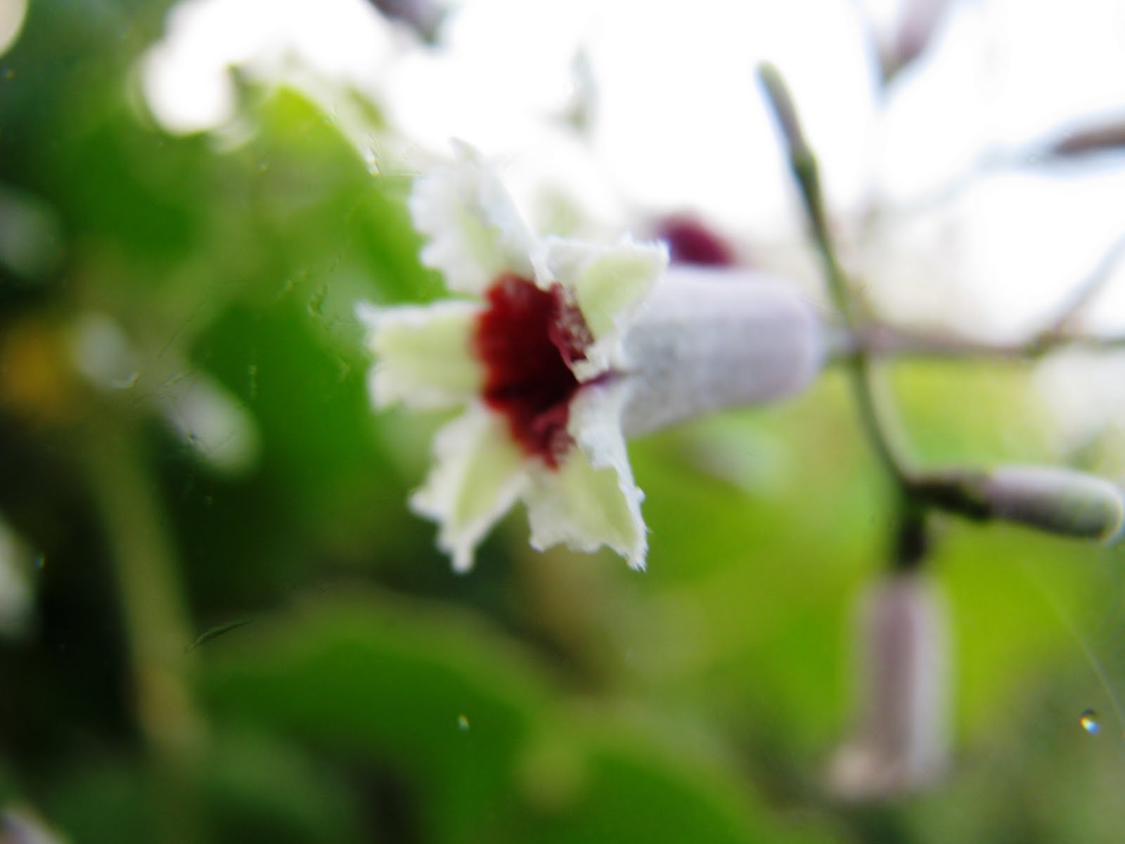 madisyak.blogspot: BUNGA KAPAL TERBANG