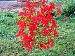 madisyak.blogspot: POKOK SEMARAK API