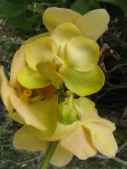 madisyak.blogspot: POKOK SEMARAK API