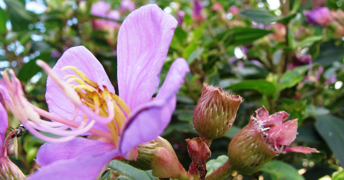Herba : Pokok Senduduk