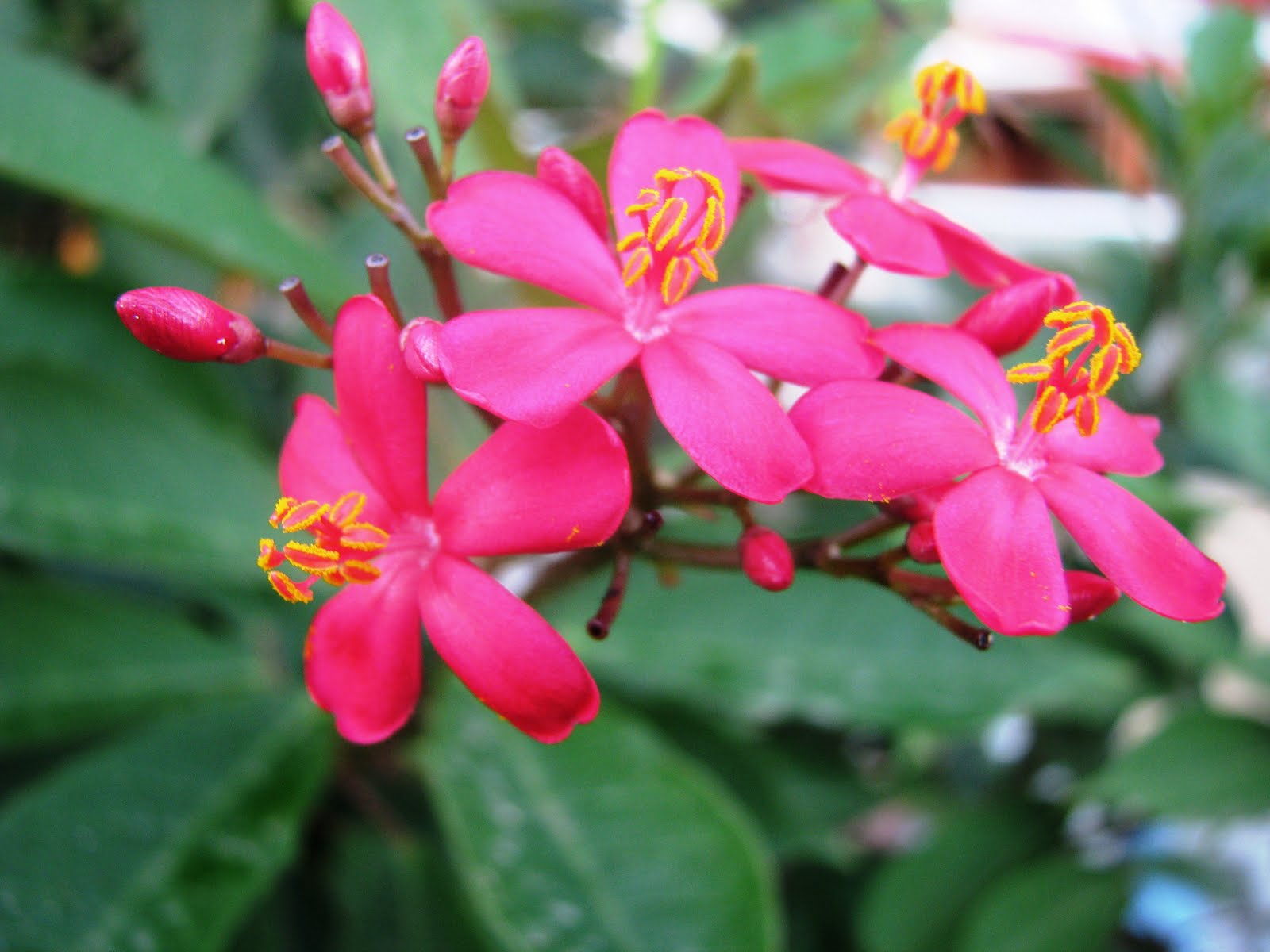 Dari Lensa Kelabu: KOLEKSI BUNGA UNIK