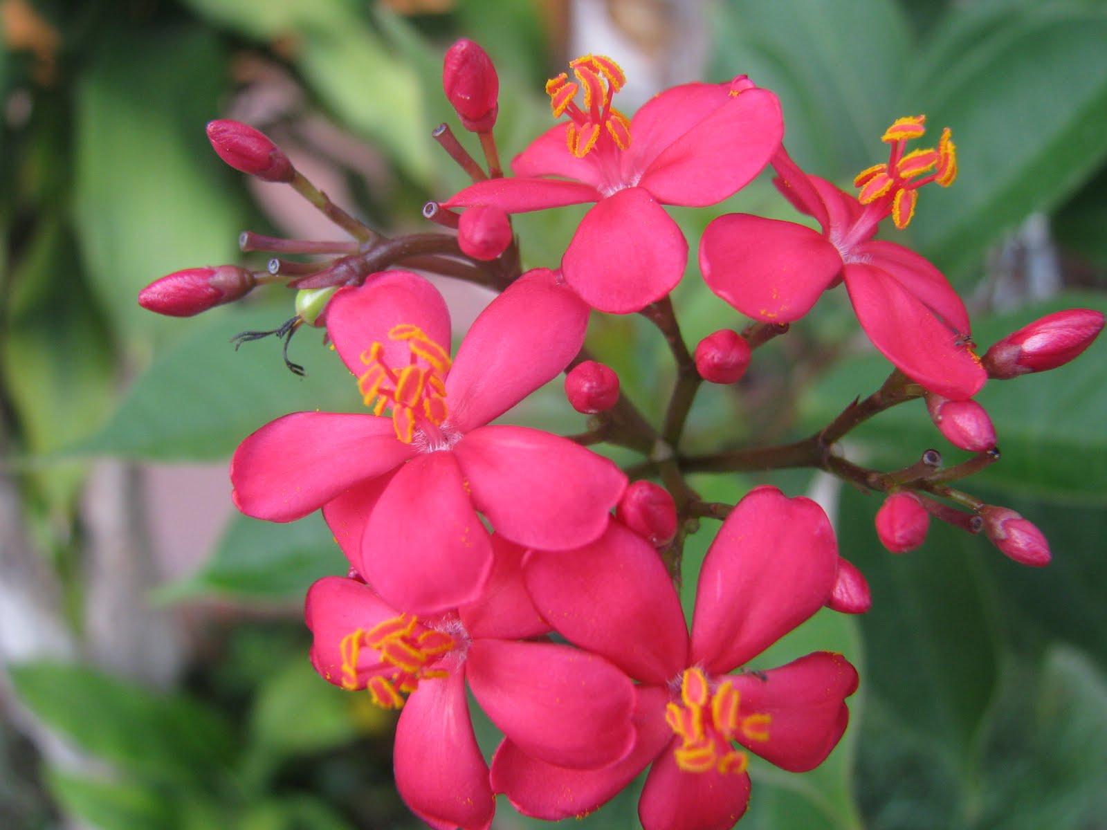 Dari Lensa Kelabu: KOLEKSI BUNGA UNIK