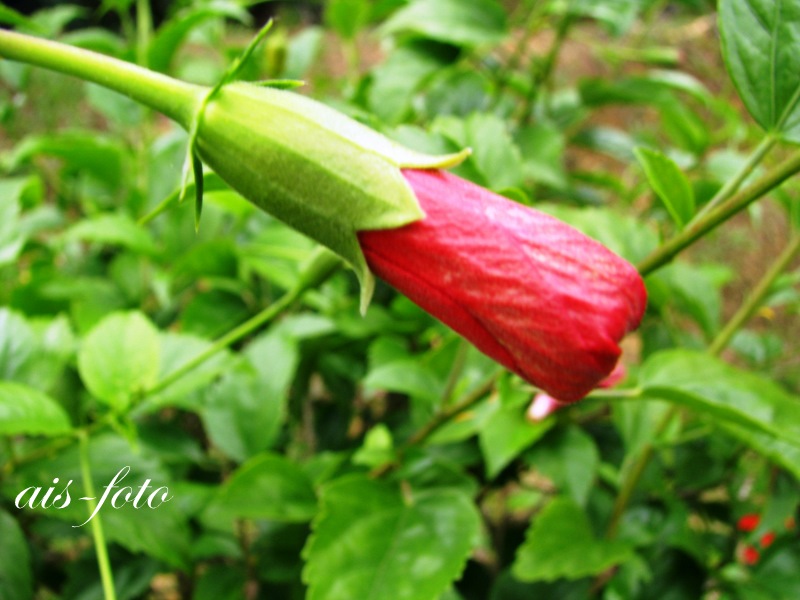 Dari Lensa Kelabu: BUNGA RAYA MERAH