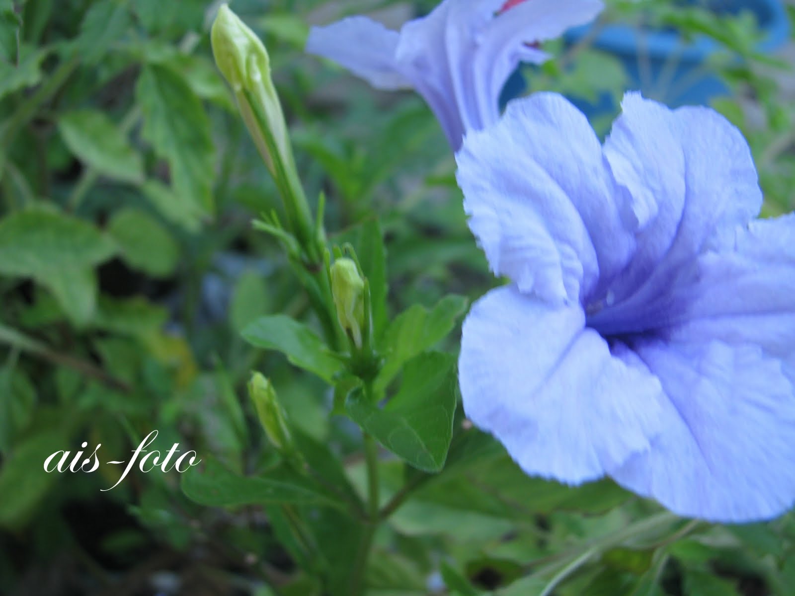 Dari Lensa Kelabu: SEROMBONG BIRU