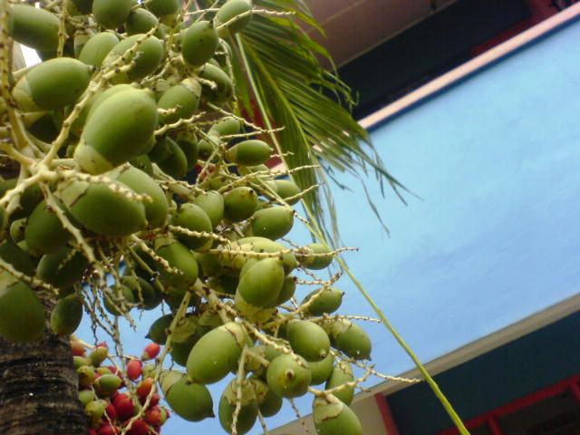 Dari Lensa Kelabu: PINANG RAJA