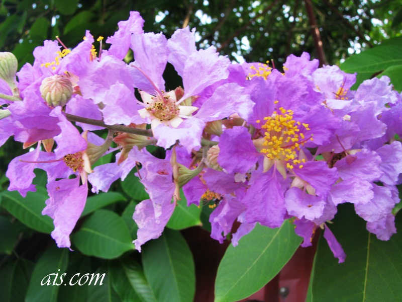 Dari Lensa Kelabu: BUNGA BONGOR