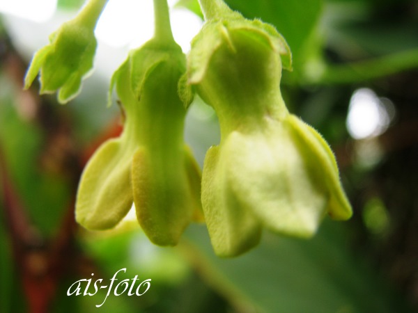 Dari Lensa Kelabu: BUNGA TONGKENG