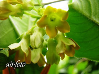 Dari Lensa Kelabu: BUNGA TONGKENG