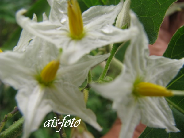 Dari Lensa Kelabu: BUNGA TERUNG