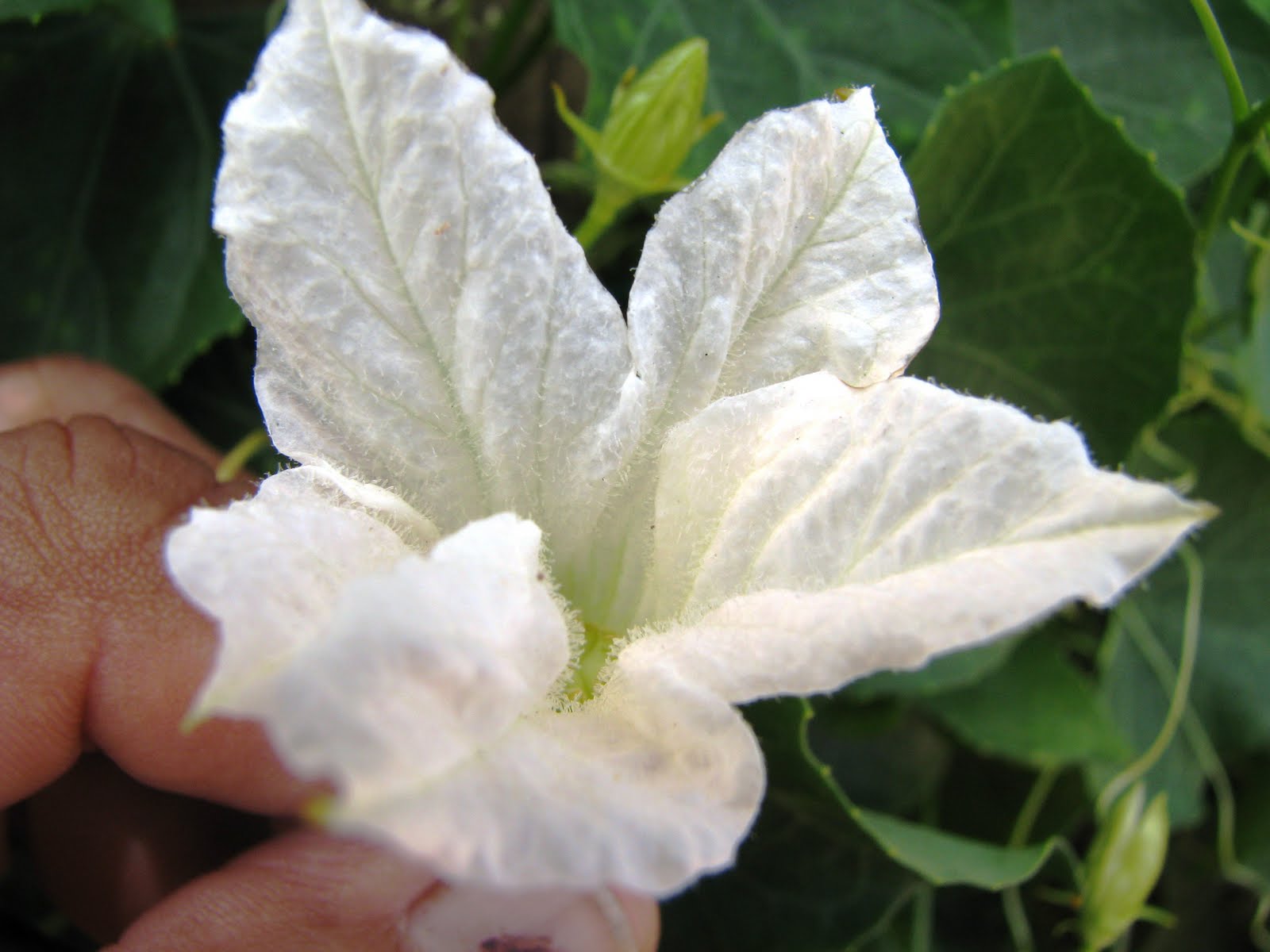 Dari Lensa Kelabu: BUNGA TERUNG