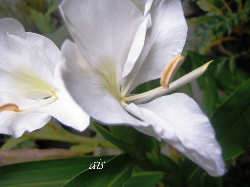 Dari Lensa Kelabu: BUNGA GANDASULI