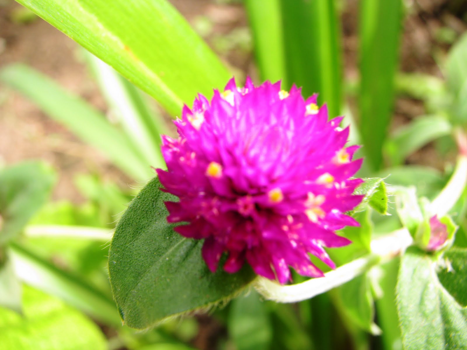 Dari Lensa Kelabu: BUNGA KANCING BAJU