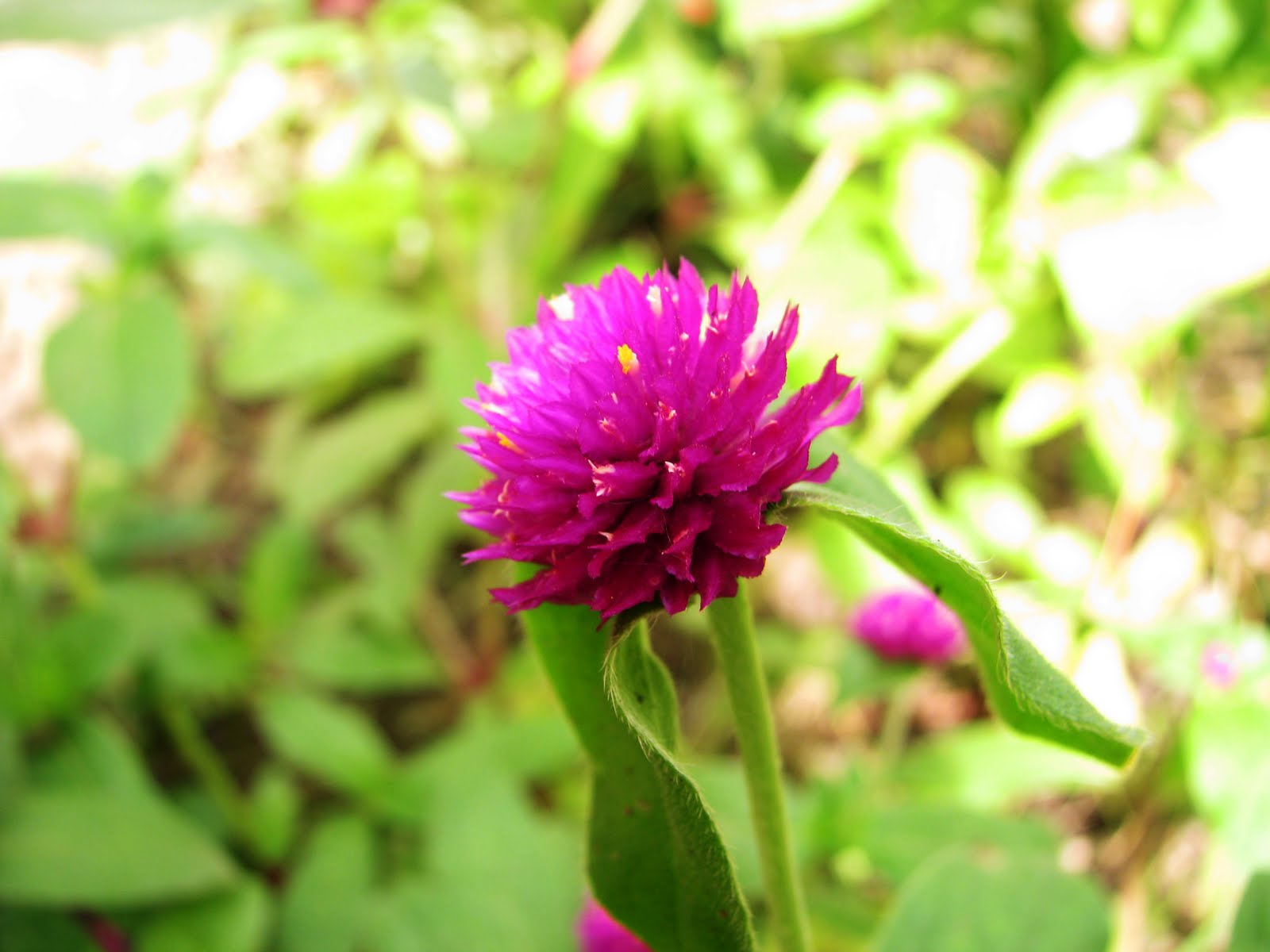 Dari Lensa Kelabu: BUNGA KANCING BAJU