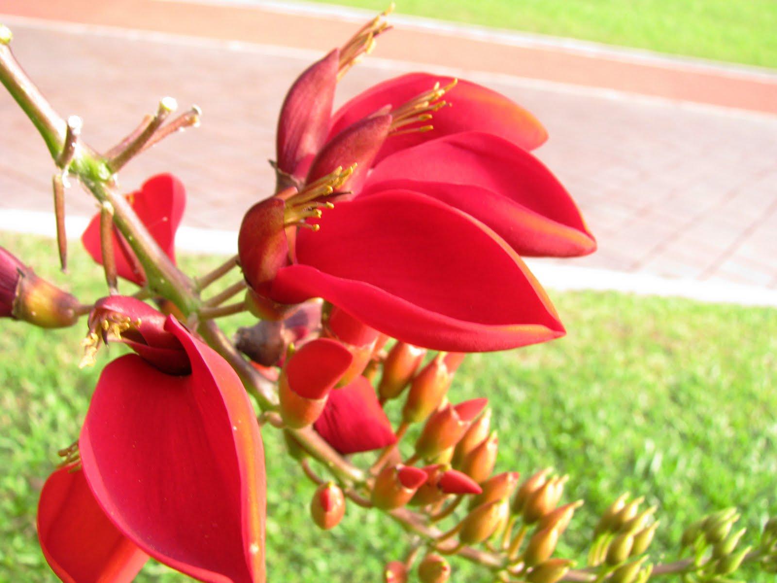 Dari Lensa Kelabu: BUNGA DEDAP