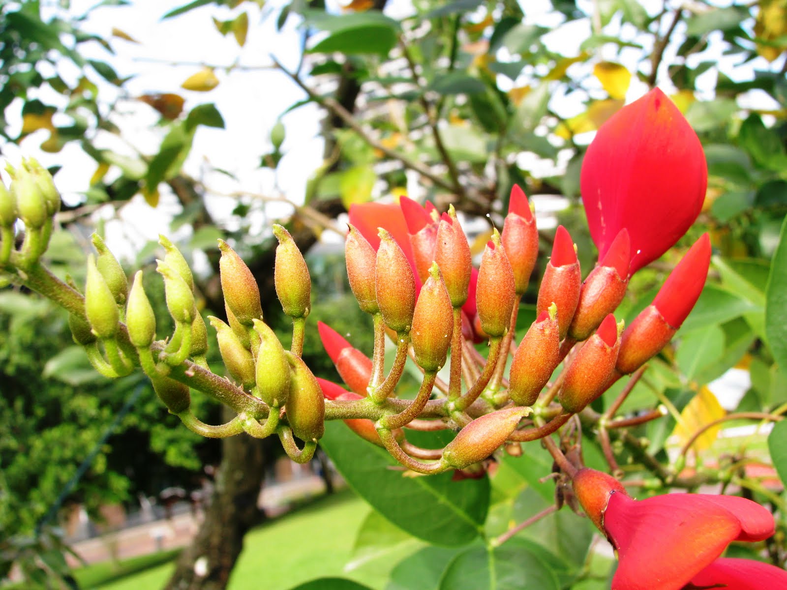 Dari Lensa Kelabu: BUNGA DEDAP