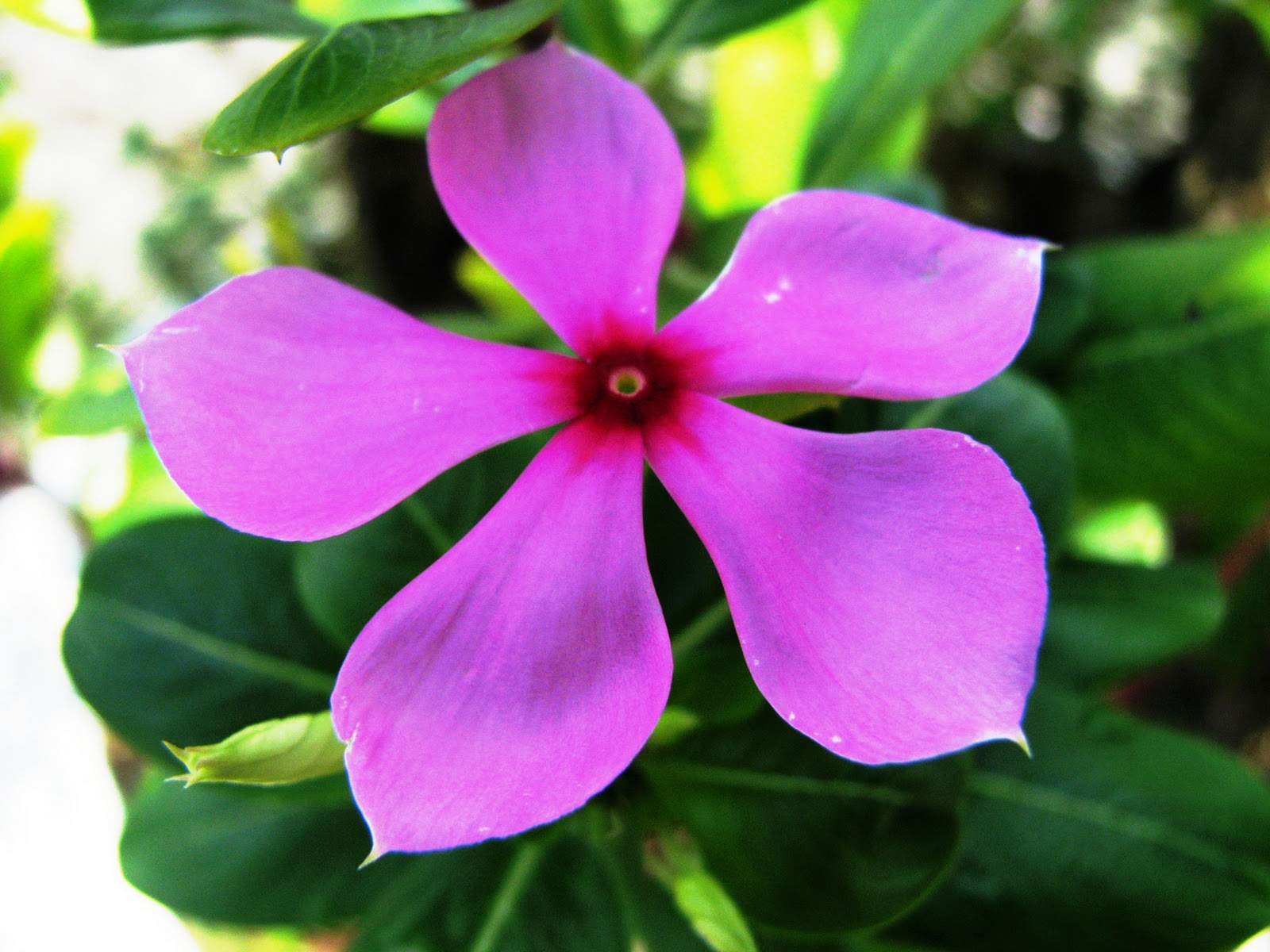 Dari Lensa Kelabu: BUNGA KEMUNTING CINA