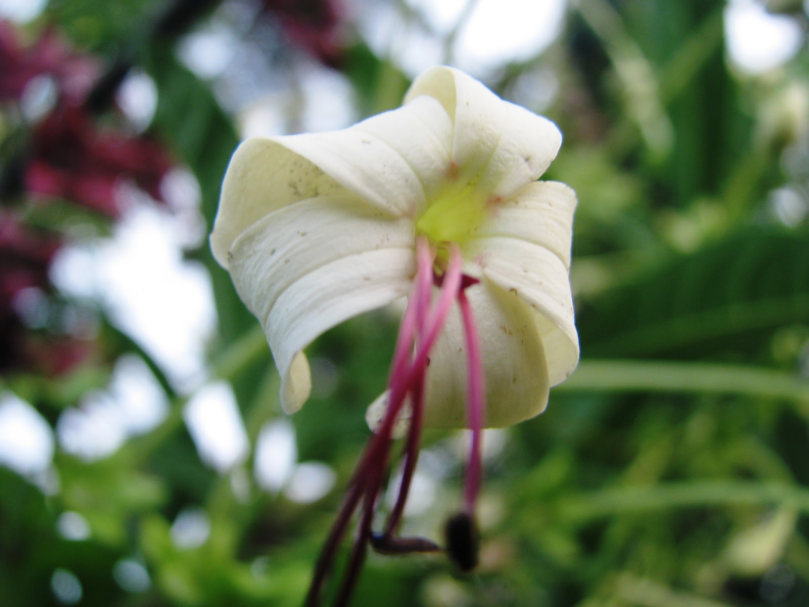 madisyak.blogspot: SAMBUNG NYAWA