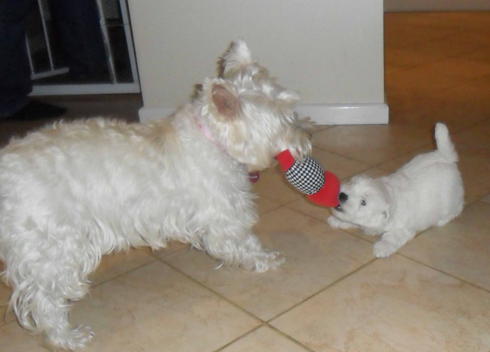 Annie & Maisie's Doggy Blog