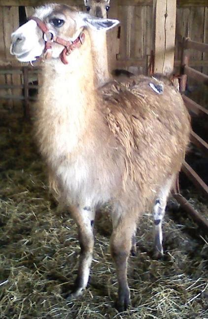 Dalai Llama