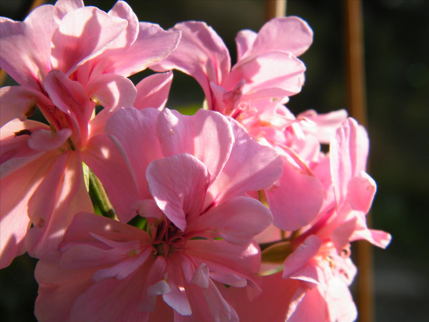 My Photography Blog: Uttarakhand Flowers