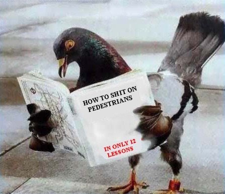 Comic Strips Humour!: Pigeon behaviour 101