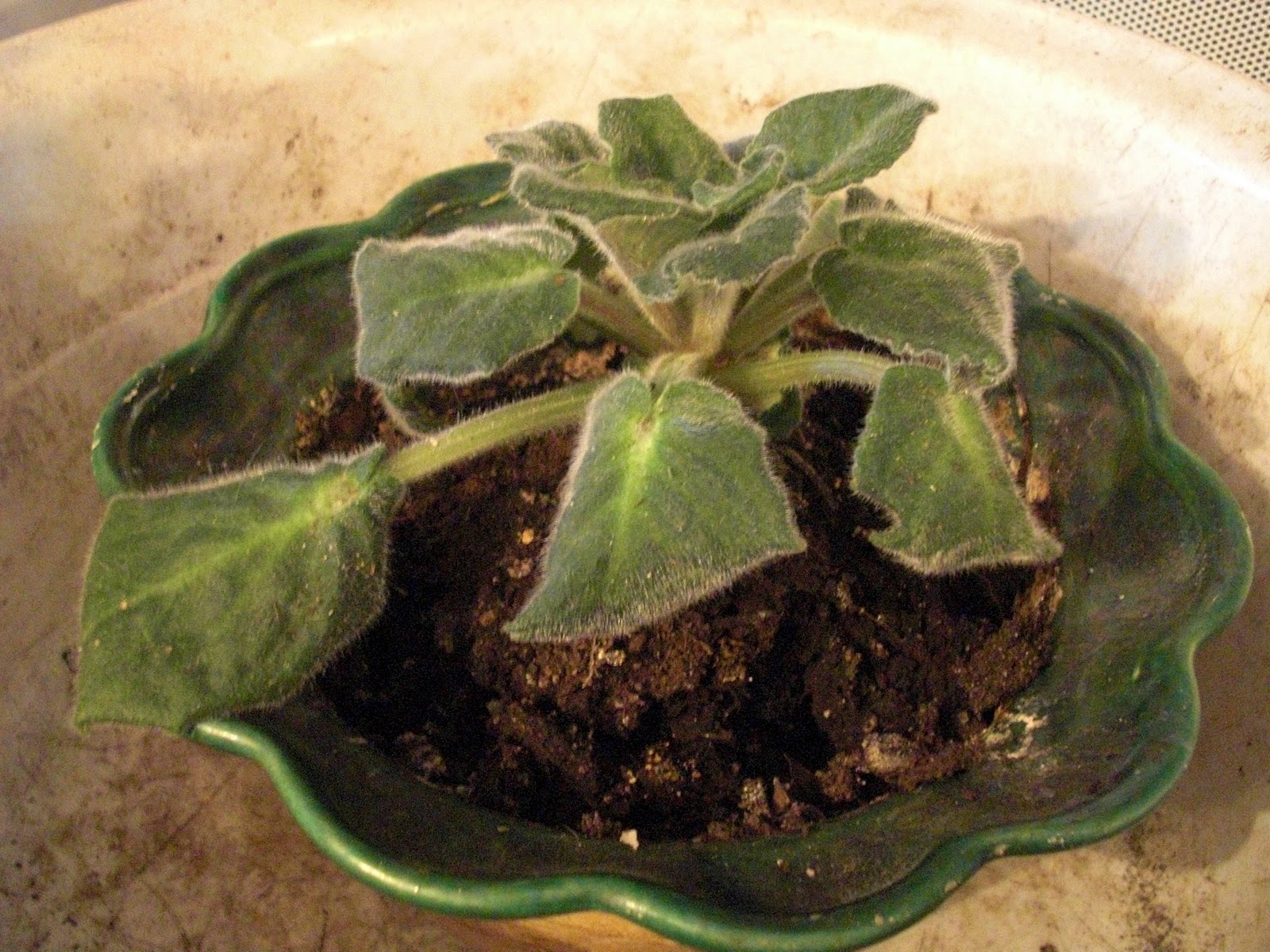 The Garden Laboratory: African Violet Resuscitation