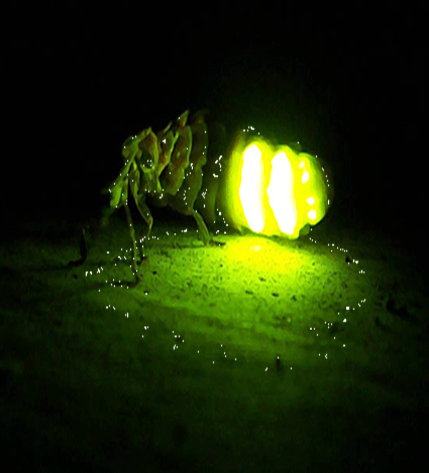 BIOLUMINISCENCIA: FUNCIONES.