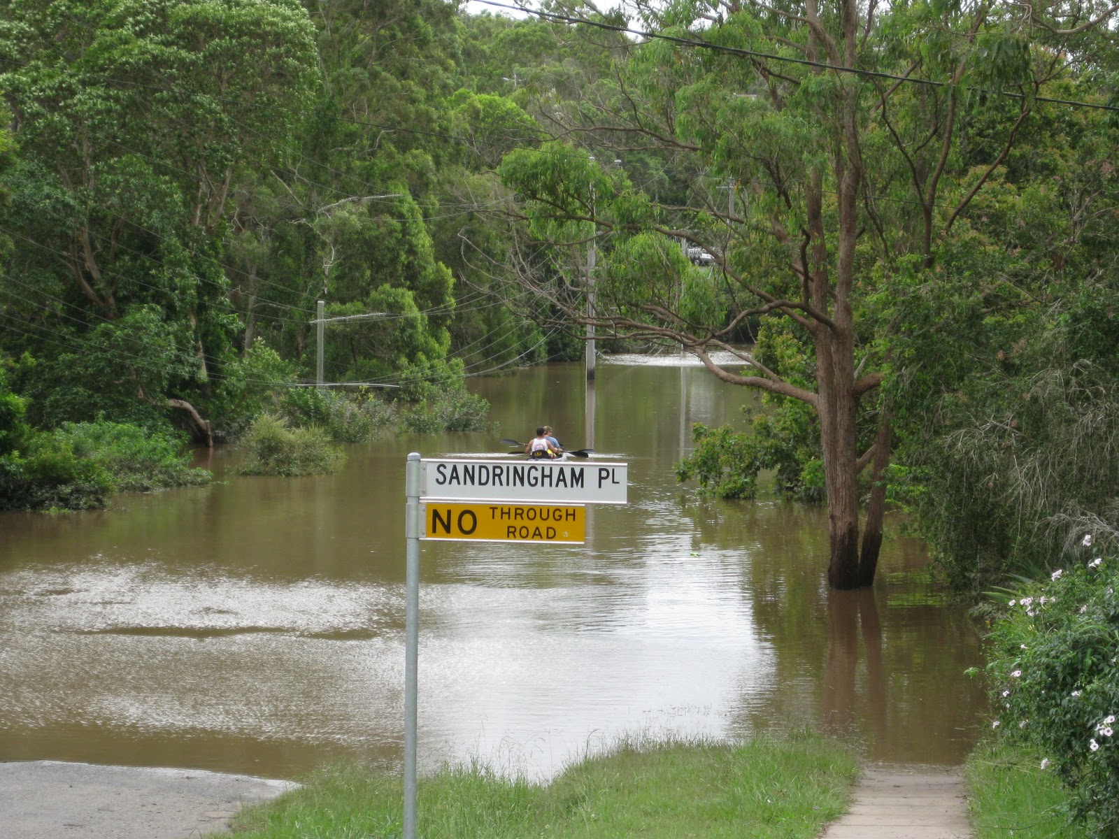 Fig Tree Pocket Friends: Flood Photos January 2011