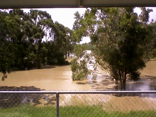 Fig Tree Pocket Friends: Flood Photos January 2011