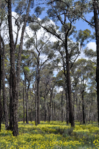 australian landscape