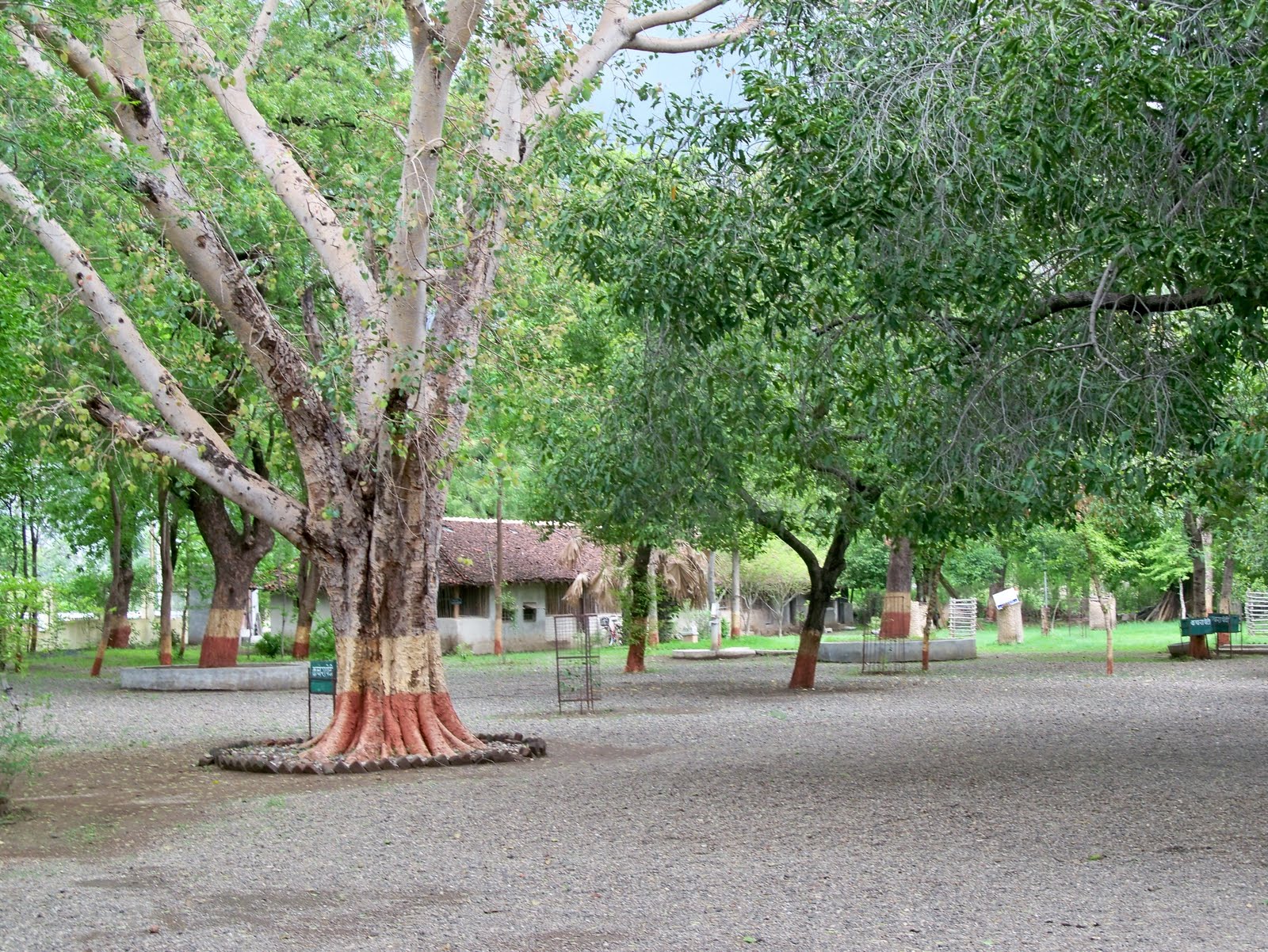 Aliza's Adventures in India: Sunday in Sevagram