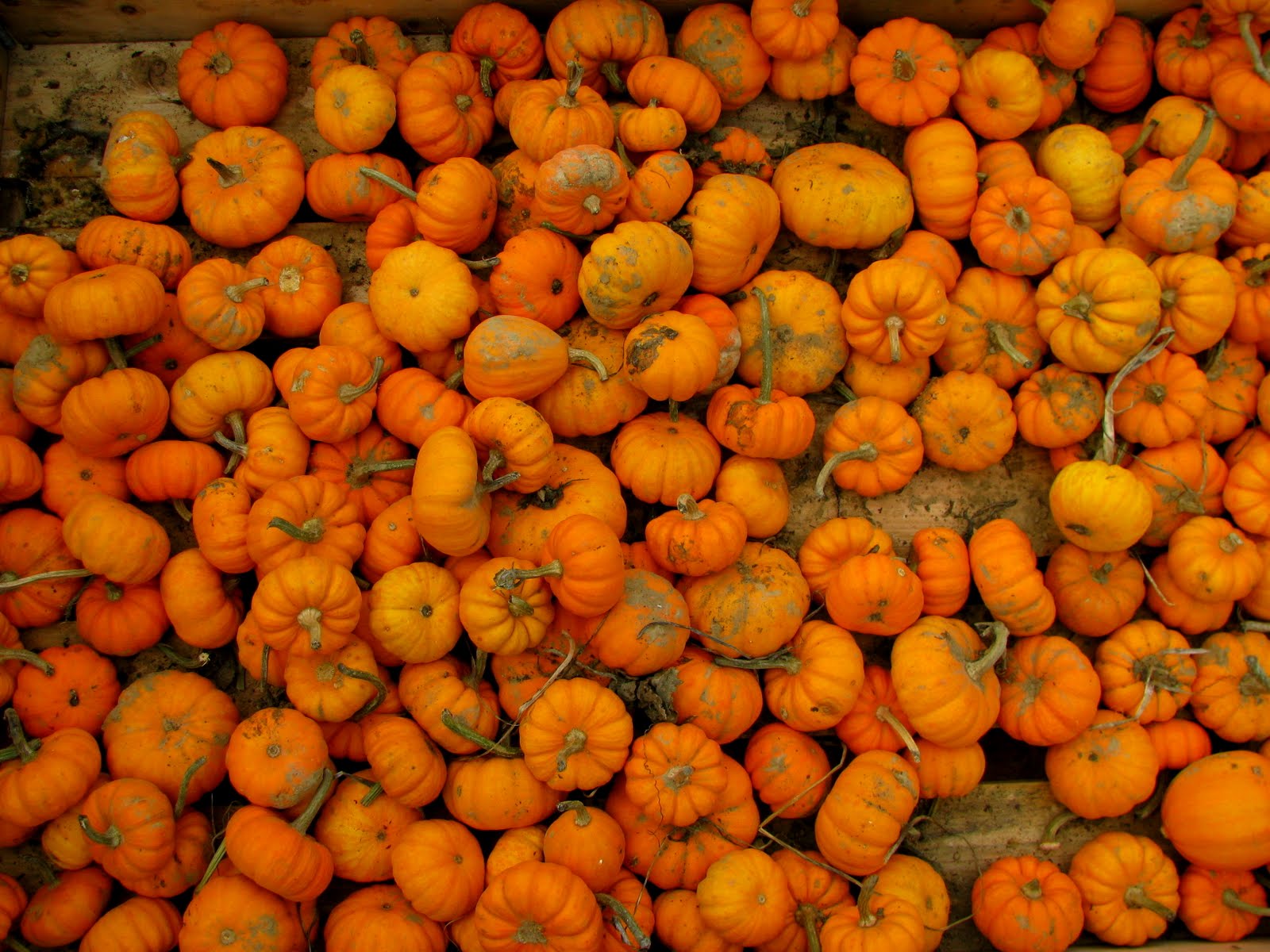 The Dirty Dance of The Bilot ... Partie II: Potiron, potimarron, courge ...