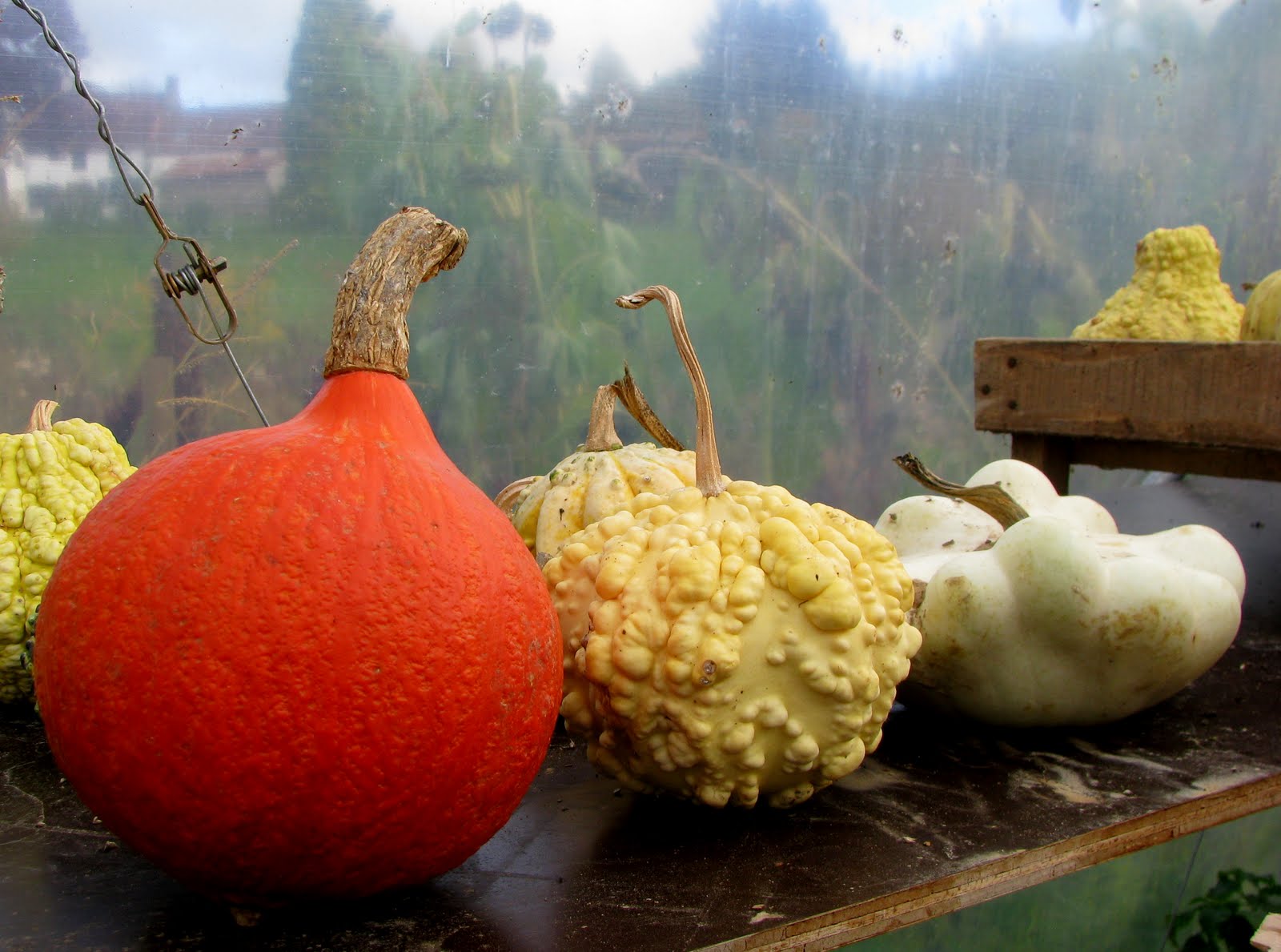 The Dirty Dance of The Bilot ... Partie II: Potiron, potimarron, courge ...