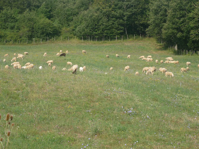 azienda agricola matteucci mauro
