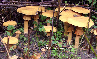 sieniopas: - - - - - hyvin erikoisia EI SAA SYÖDÄ -sieniä