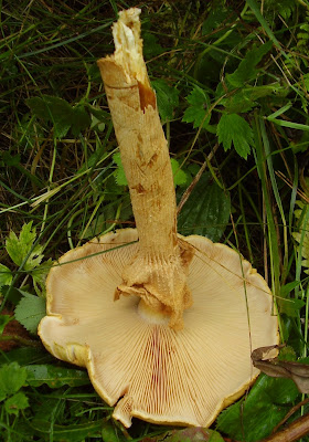 sieniopas: - - - - - hyvin erikoisia EI SAA SYÖDÄ -sieniä