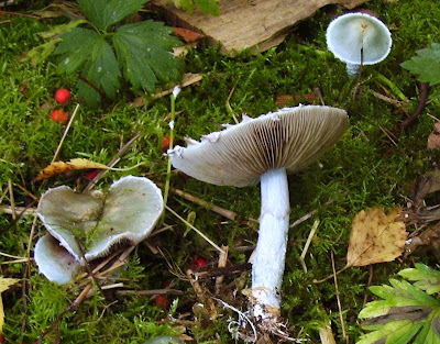 sieniopas: - - - - - hyvin erikoisia EI SAA SYÖDÄ -sieniä