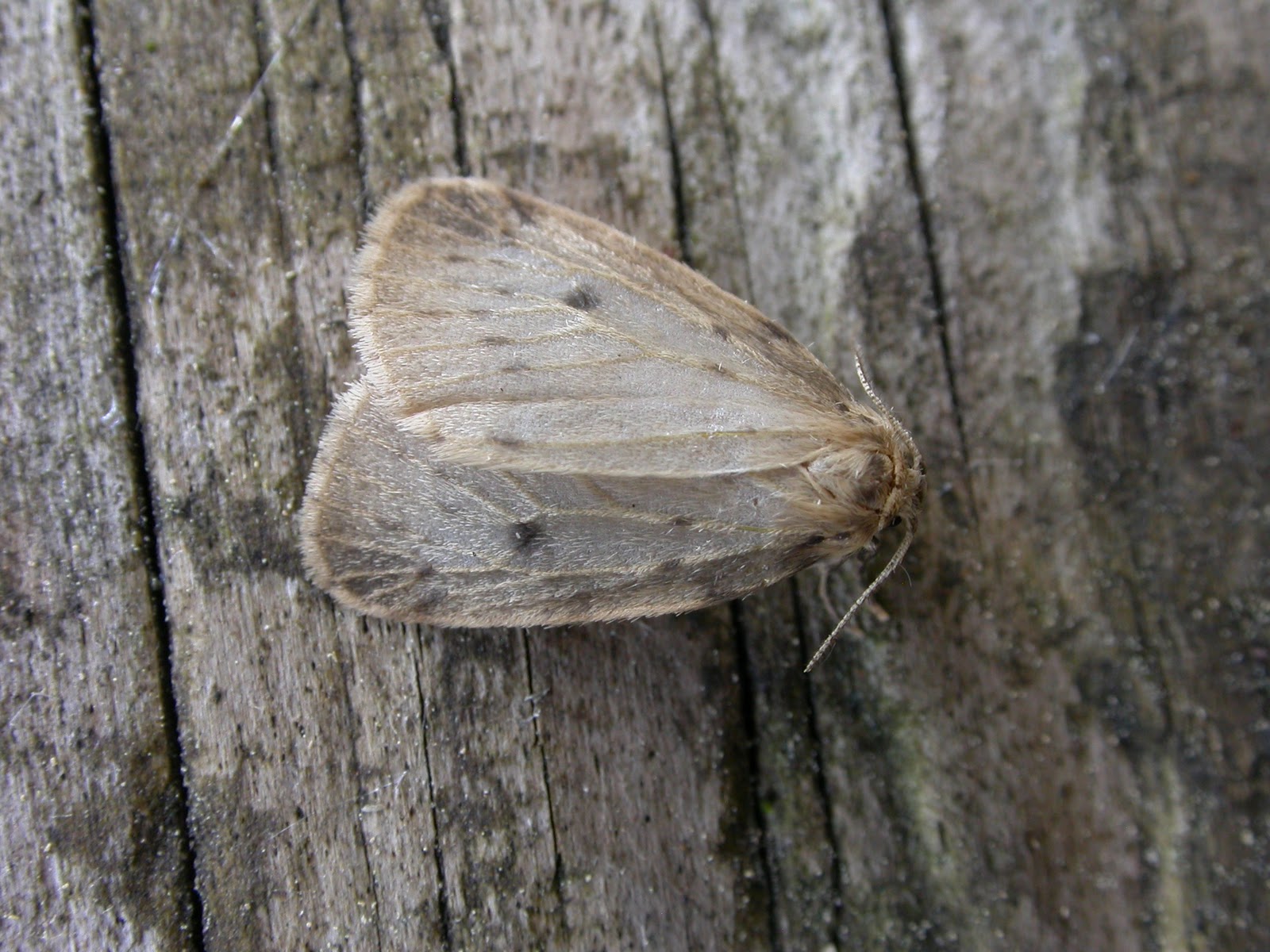 Central Scotland Moth News: December 2010