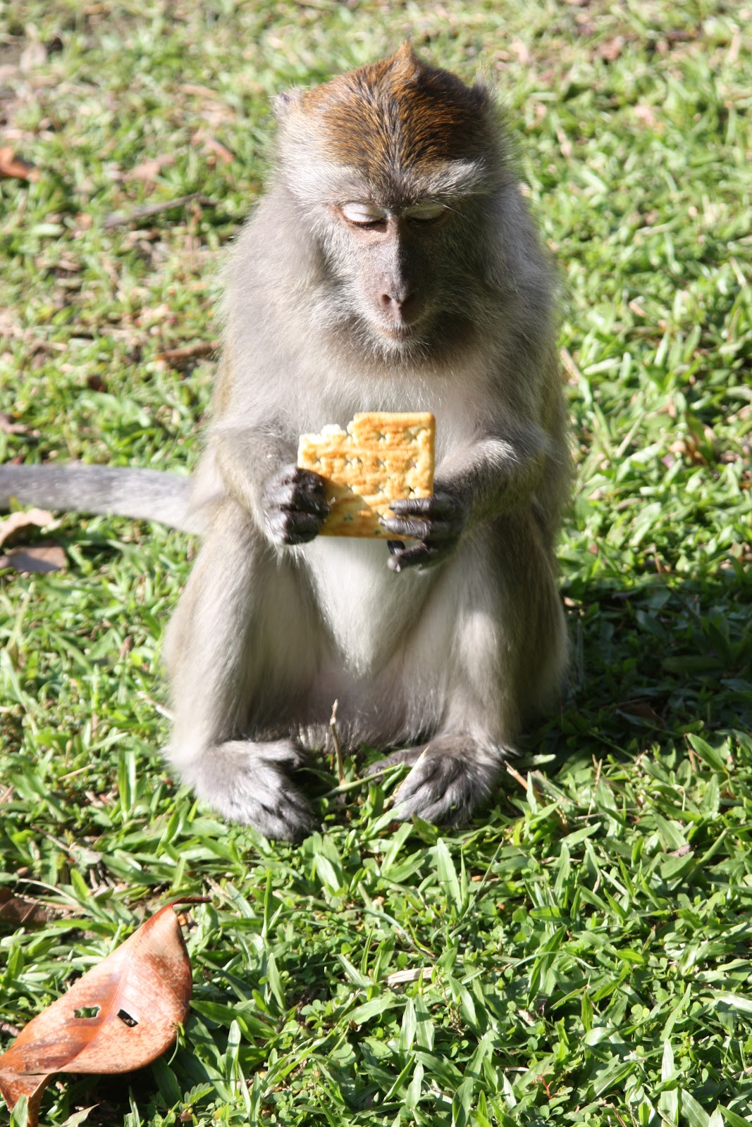 GBR Optimists in Malaysia: Graham turns into a monkey eating a cracker