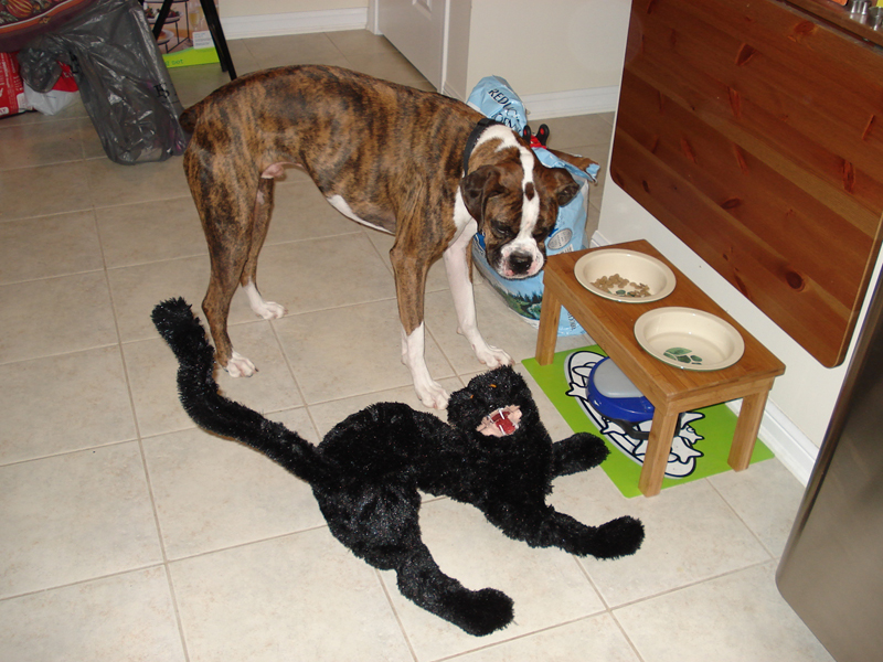 Boxer Dog Stories: Freaky Cat