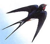 merliklass2: Aasta 2011 lind on suitsupääsuke