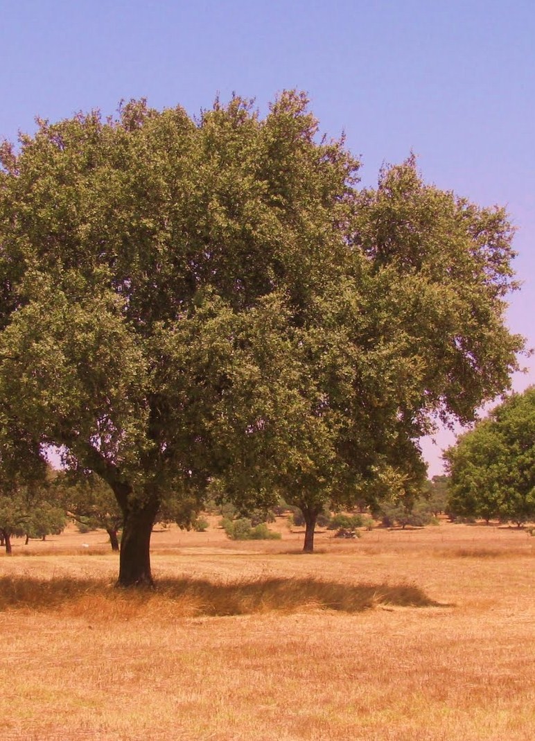 NaturDescoberta - Espaço Criança: Azinheira