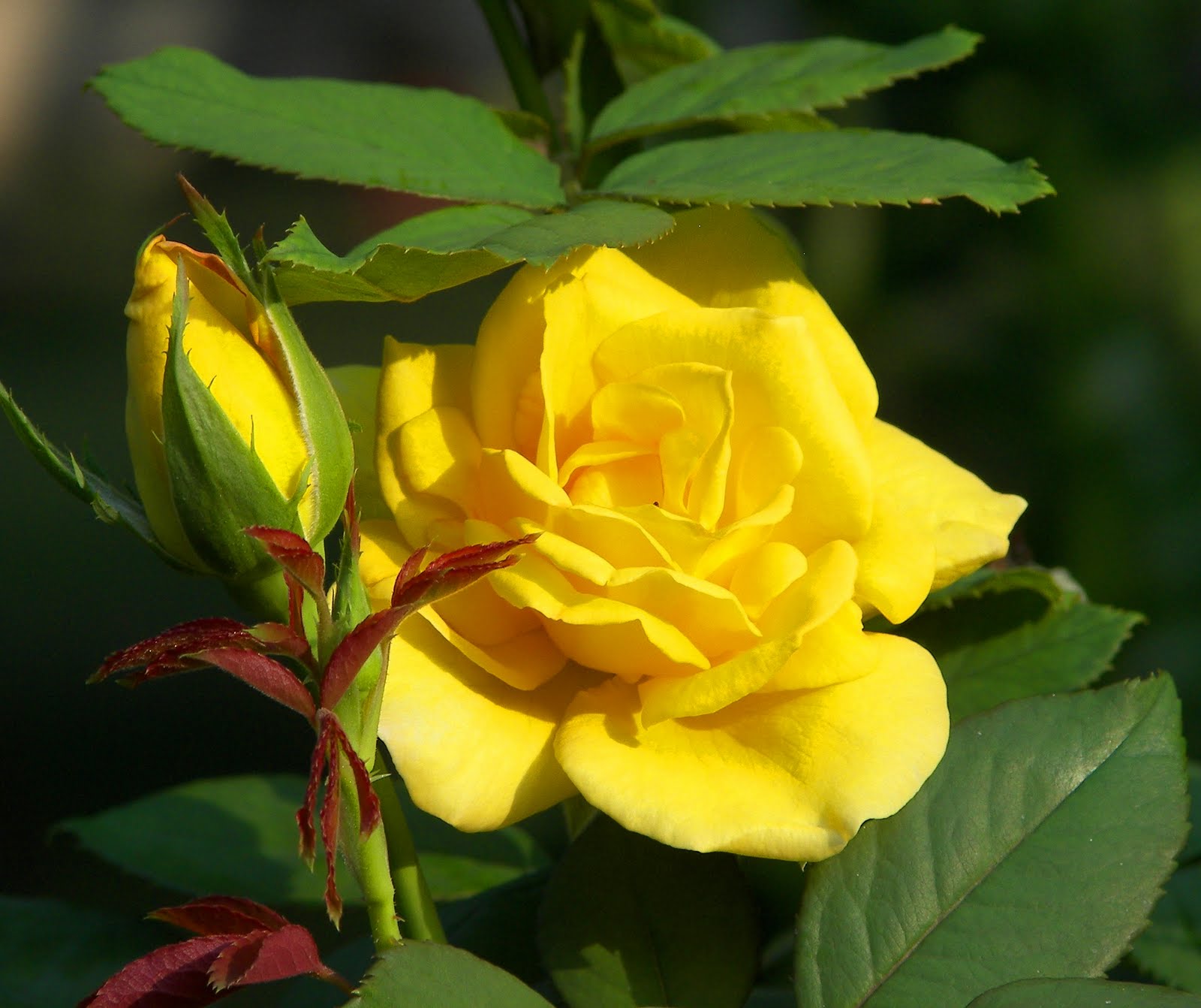 Rose Plant: A Yellow Tree Rose From