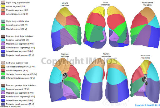 Anatomía de pulmón : SEGMENTACIÓN PULMONAR Y ZONAS DE WEST