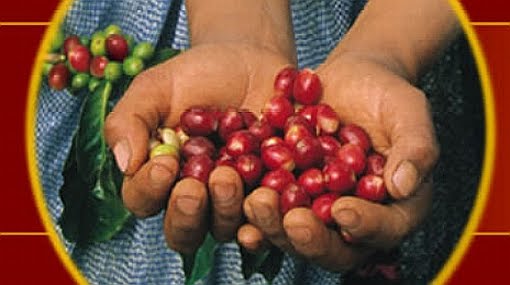 Cafe Tunki: El mejor café especial del mundo