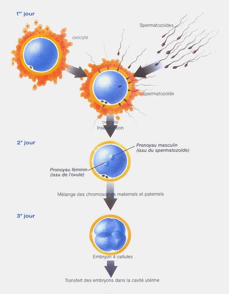 Le journal de la vie!: Étapes de fécondation