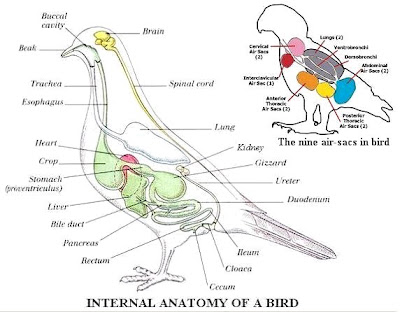 LLA BIOLOGY: Bird Anatomy