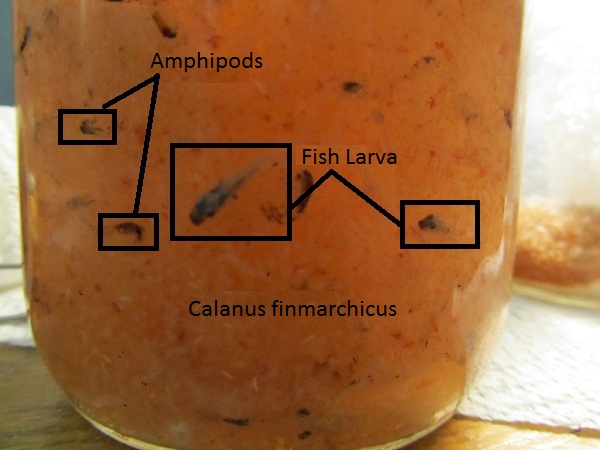 Charismatic Microfauna: MOCNESS: Not just sampling Krill