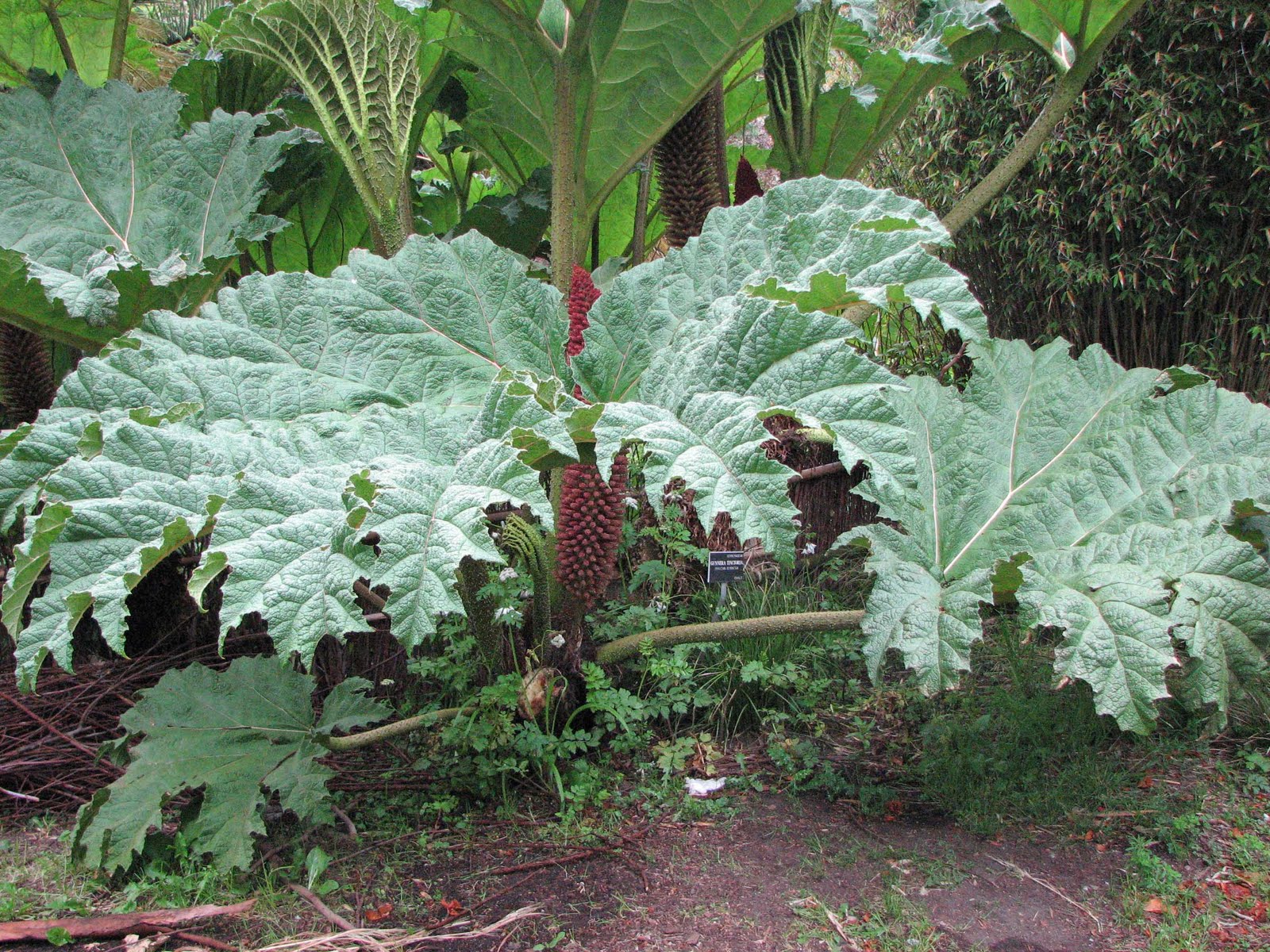 Carmen's Chronicles: Gunnera