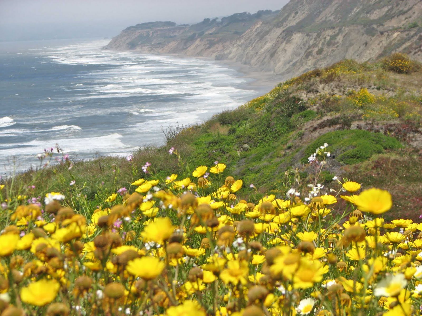 Carmen's Chronicles: Pacifica, CA - Sundays in My City, Sunday, July 18 ...